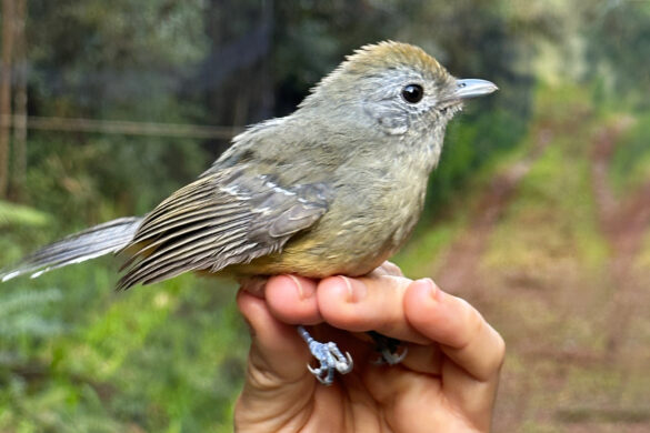 Aves extintas: Pombo-passageiro (Ectopistes migratorius) - A Passarinhóloga