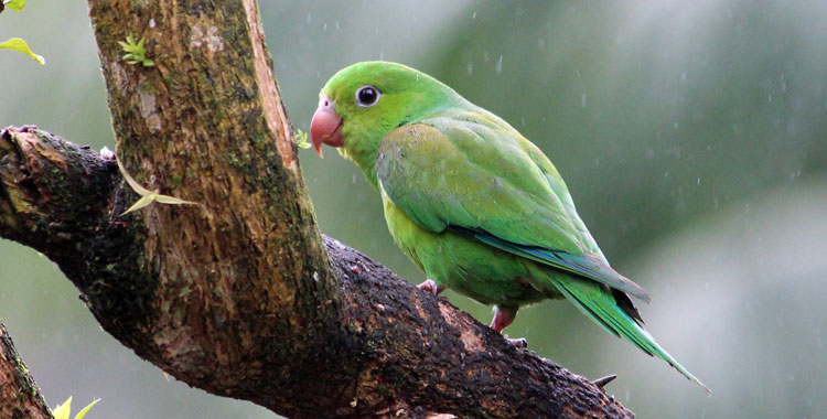 Birdwatching at Trilha dos Tucanos Lodge (Tapiraí - SP, Brazil) - A ...