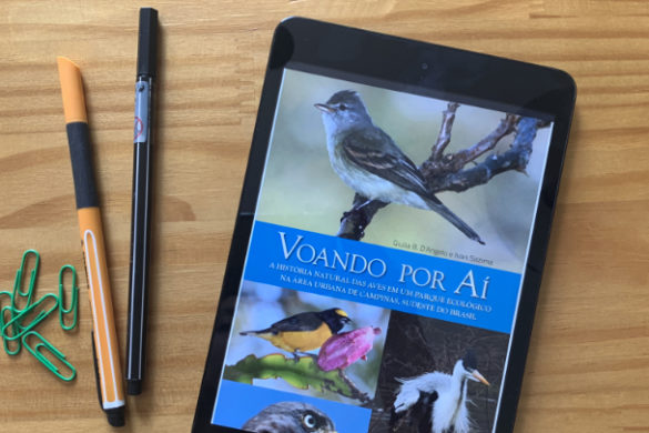Aves extintas: Pombo-passageiro (Ectopistes migratorius) - A Passarinhóloga